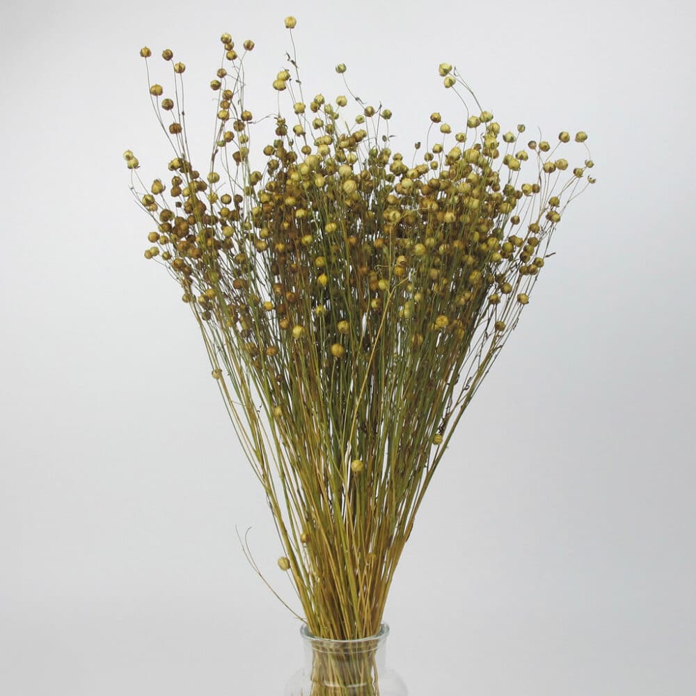 Dried Linum for sale. UK delivery.